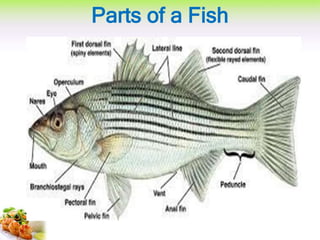 SEAFOODS PPT 1.pptx