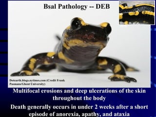 Batrachochytrium salamandrivorans: Determining the Risk to North ...