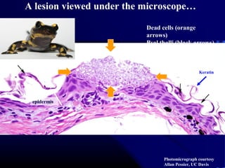 Batrachochytrium salamandrivorans: Determining the Risk to North ...