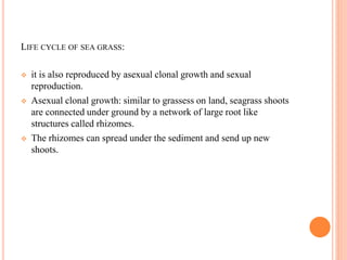 Seagrass Biology and Applications & Taxonomy | PPTX
