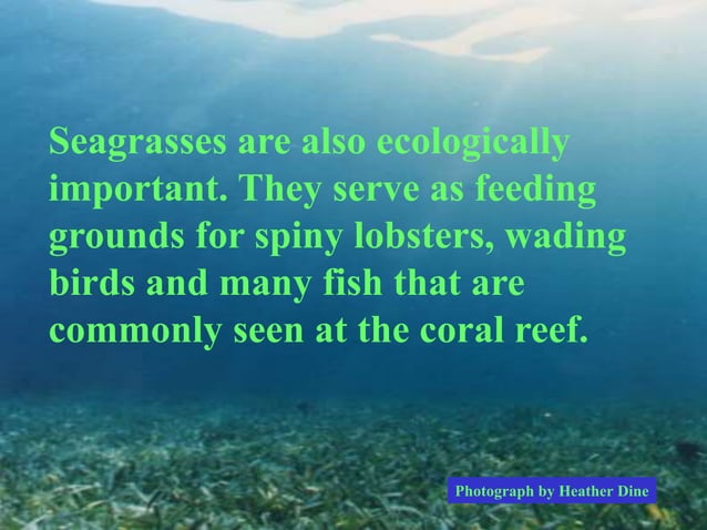 seagrass plant in seagrass ecosystem.ppt | Geography | Science