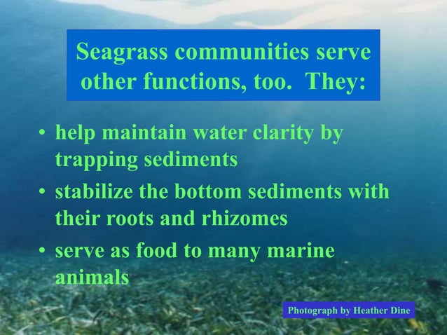 seagrass plant in seagrass ecosystem.ppt | Geography | Science