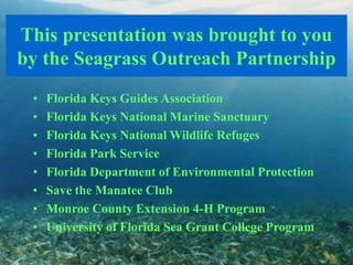 seagrass plant in seagrass ecosystem.ppt