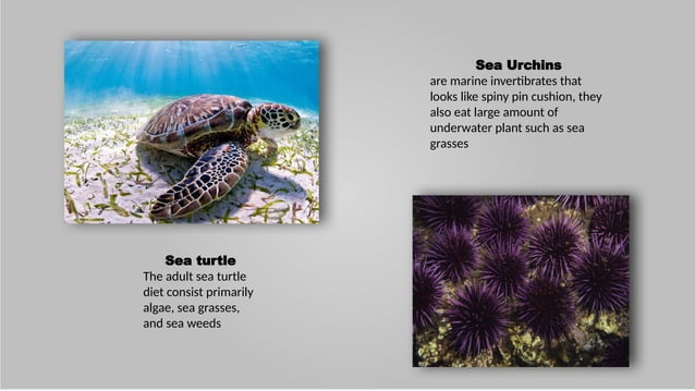 seagrass ecosystem power point presentation | PPTX | Zoos & Aquariums ...