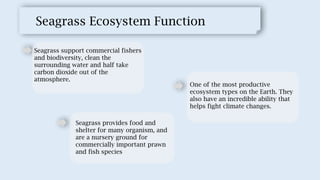 seagrass ecosystem power point presentation | PPTX | Zoos & Aquariums ...