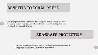 seagrass ecosystem power point presentation | PPTX | Zoos & Aquariums ...
