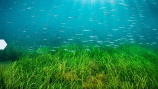 seagrass ecosystem power point presentation | PPTX | Zoos & Aquariums ...