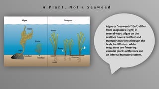 seagrass ecosystem power point presentation | PPTX