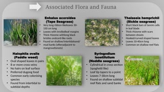 seagrass ecosystem power point presentation | PPTX | Zoos & Aquariums ...