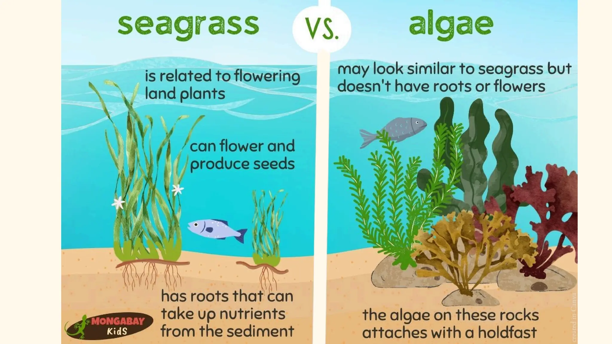 Seagrass Ecosystem Coastal Connection to the OCEANs | PDF