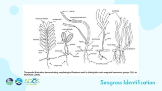Seagrass Ecosystem Coastal Connection to the OCEANs | PDF