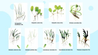 Seagrass Ecosystem Coastal Connection to the OCEANs | PDF
