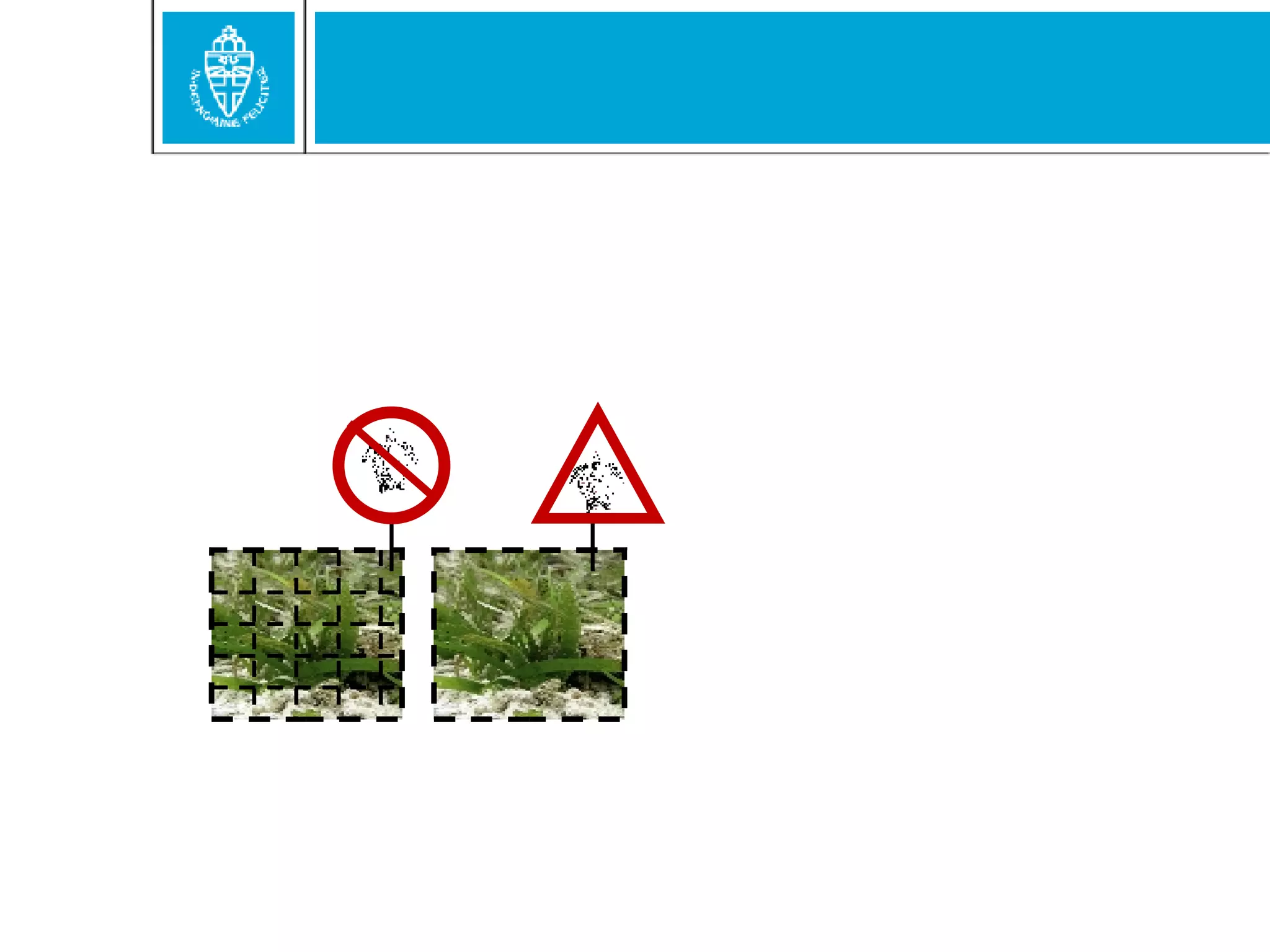 Seagrass under nutrient load and grazing | PPT | Biological Sciences ...