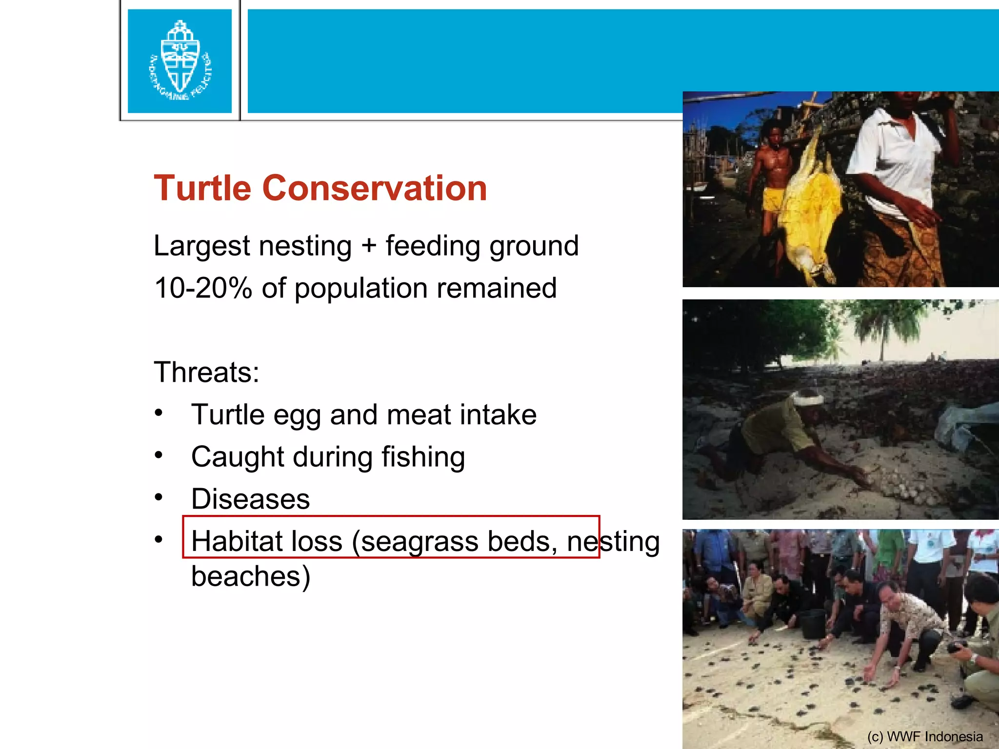 Seagrass under nutrient load and grazing | PPT | Biological Sciences ...
