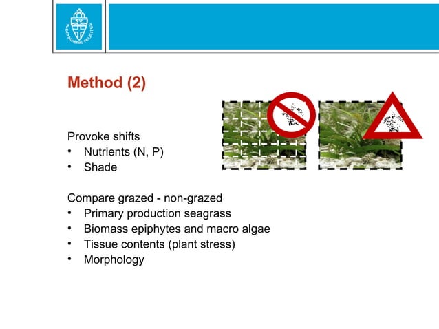Seagrass under nutrient load and grazing | PPT | Biological Sciences ...