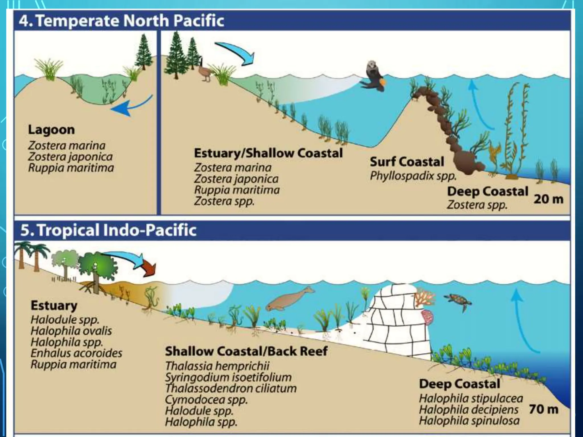 SeaGrass Classification.pptx