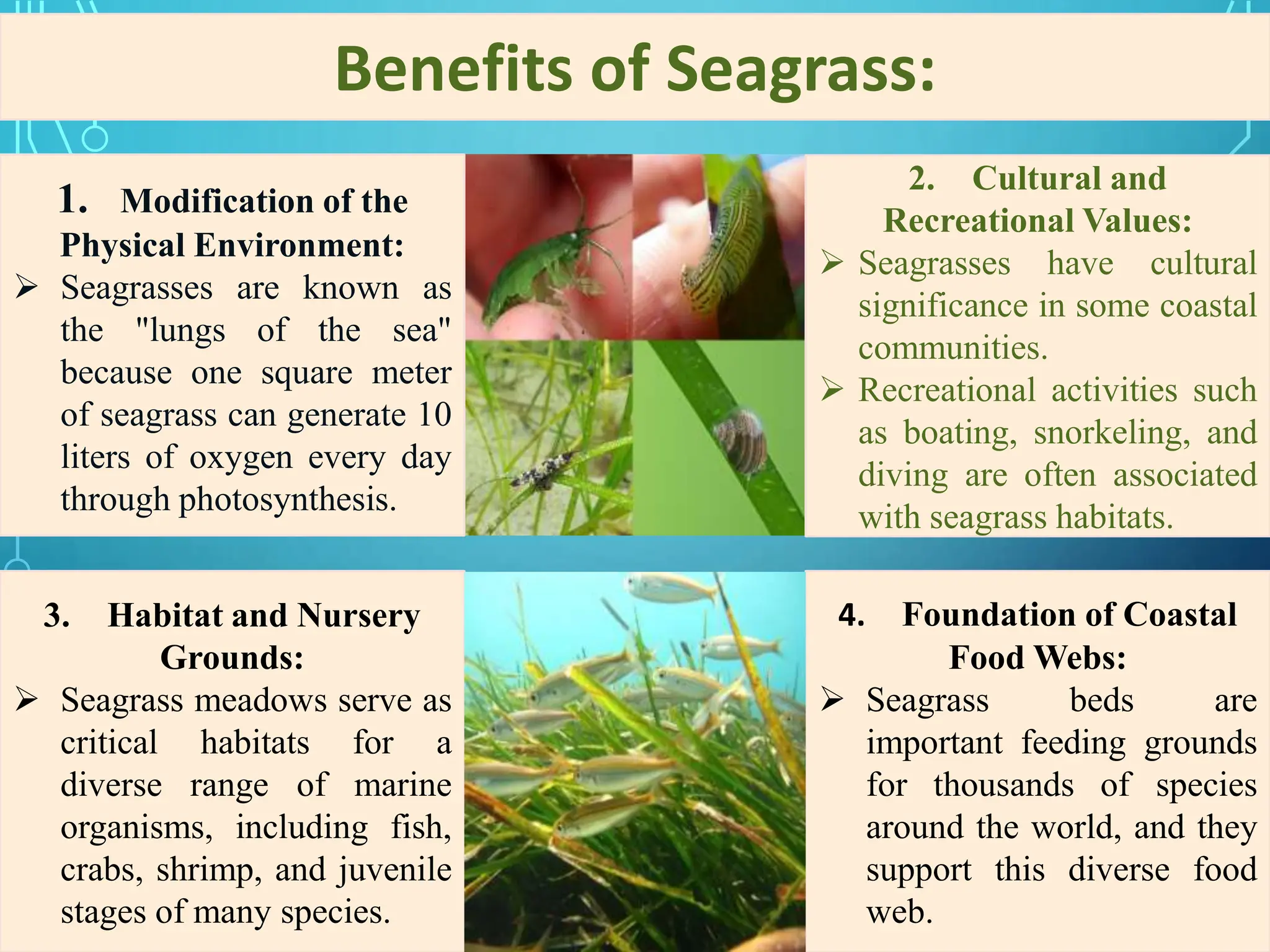 SeaGrass Classification.pptx