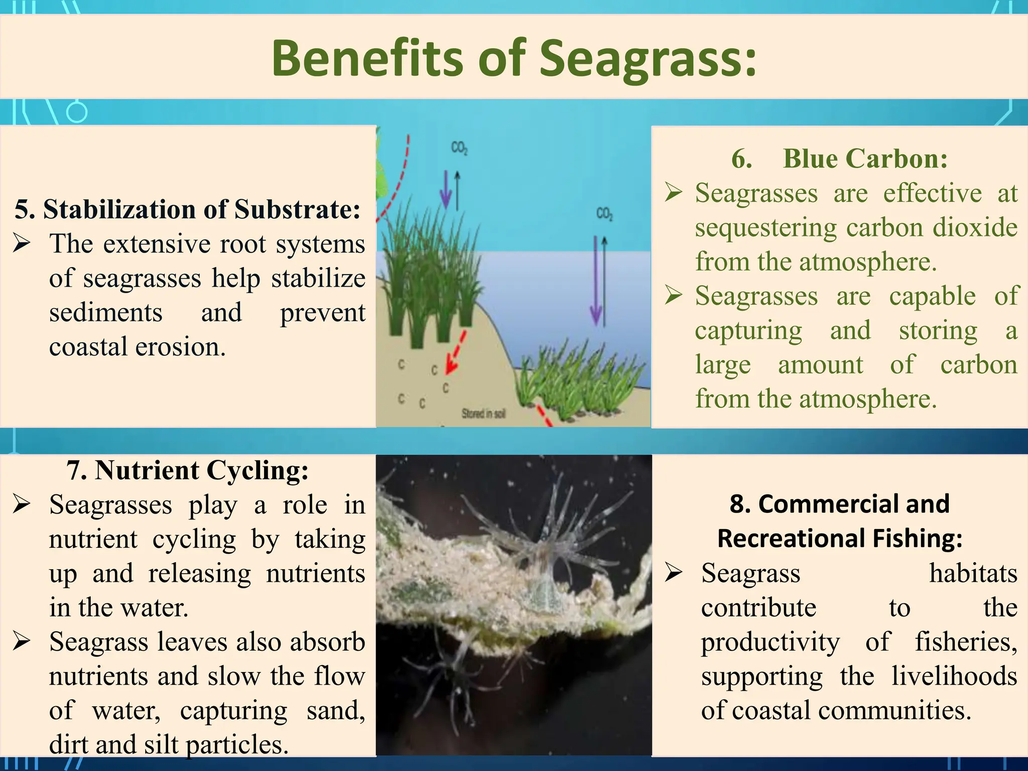 SeaGrass Classification.pptx