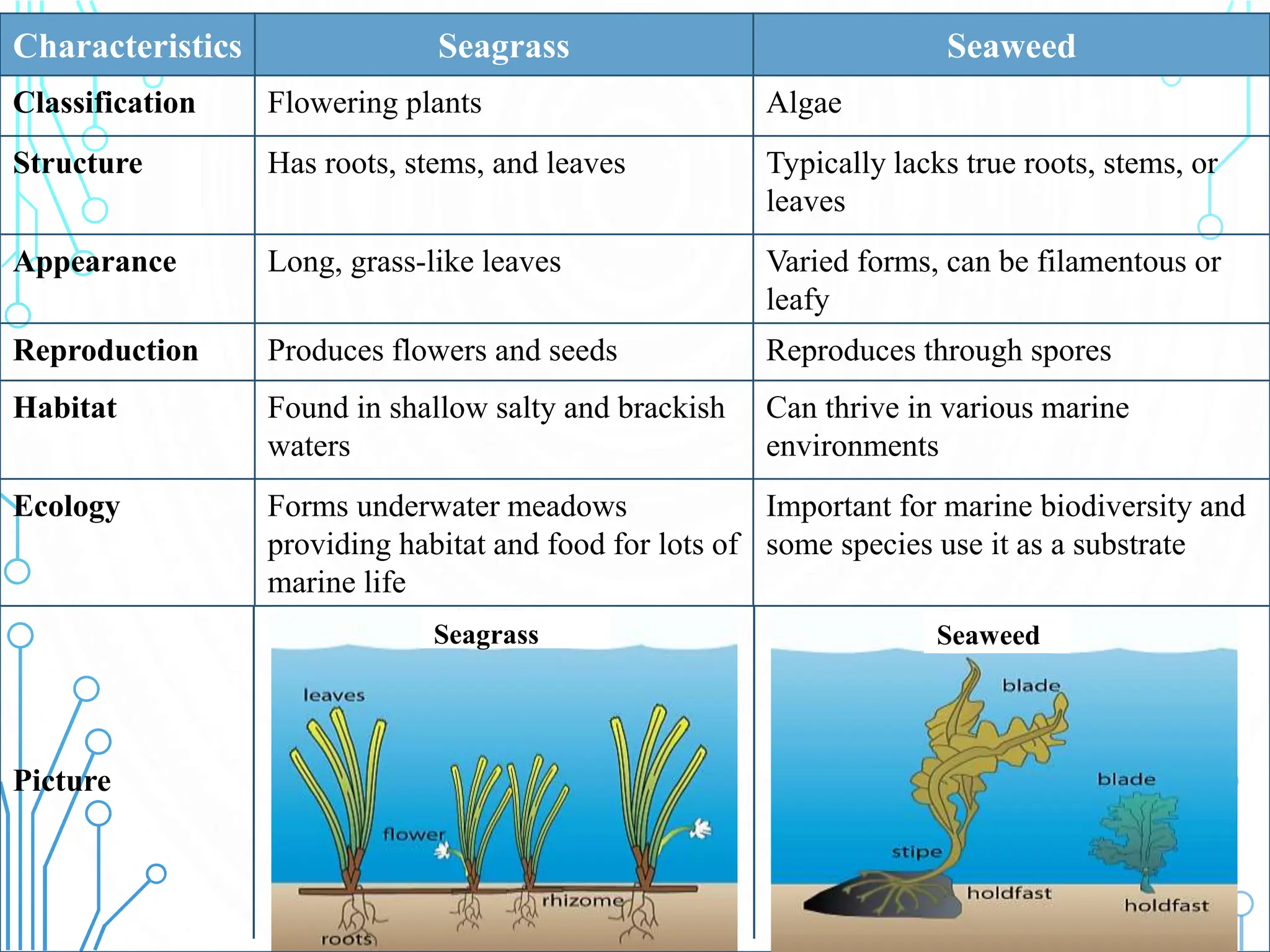 SeaGrass Classification.pptx