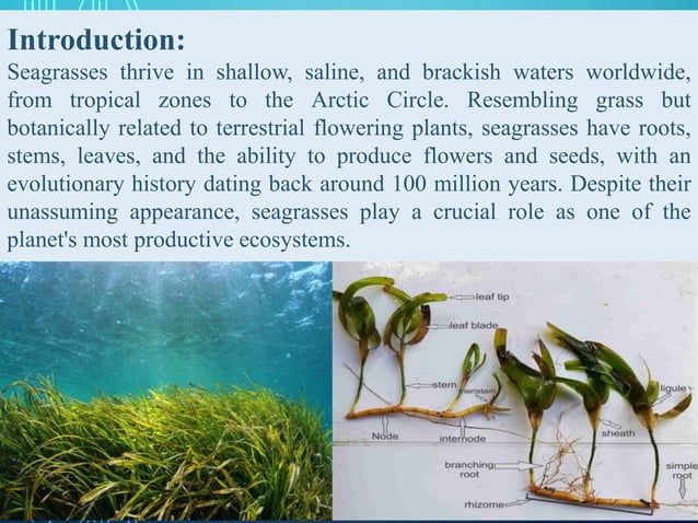 SeaGrass Classification.pptx | Scuba Diving | Extreme Sports