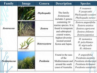 SeaGrass Classification.pptx