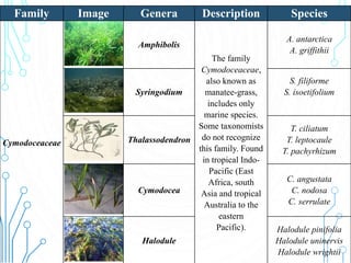 SeaGrass Classification.pptx