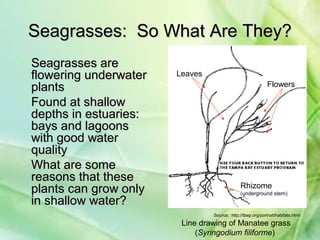 Manatee Grass Adaptations
