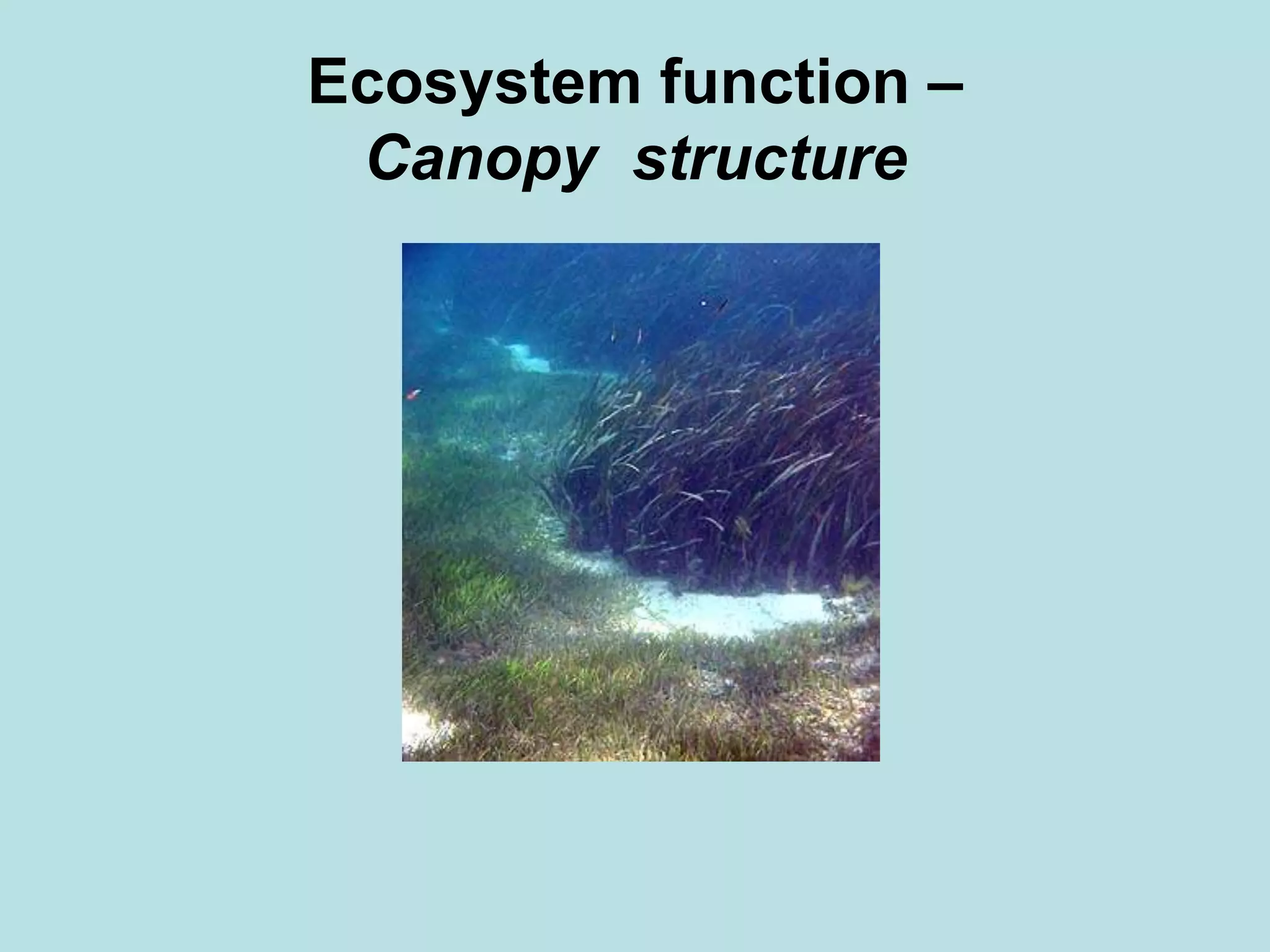 Seagrass lecture | PPTX