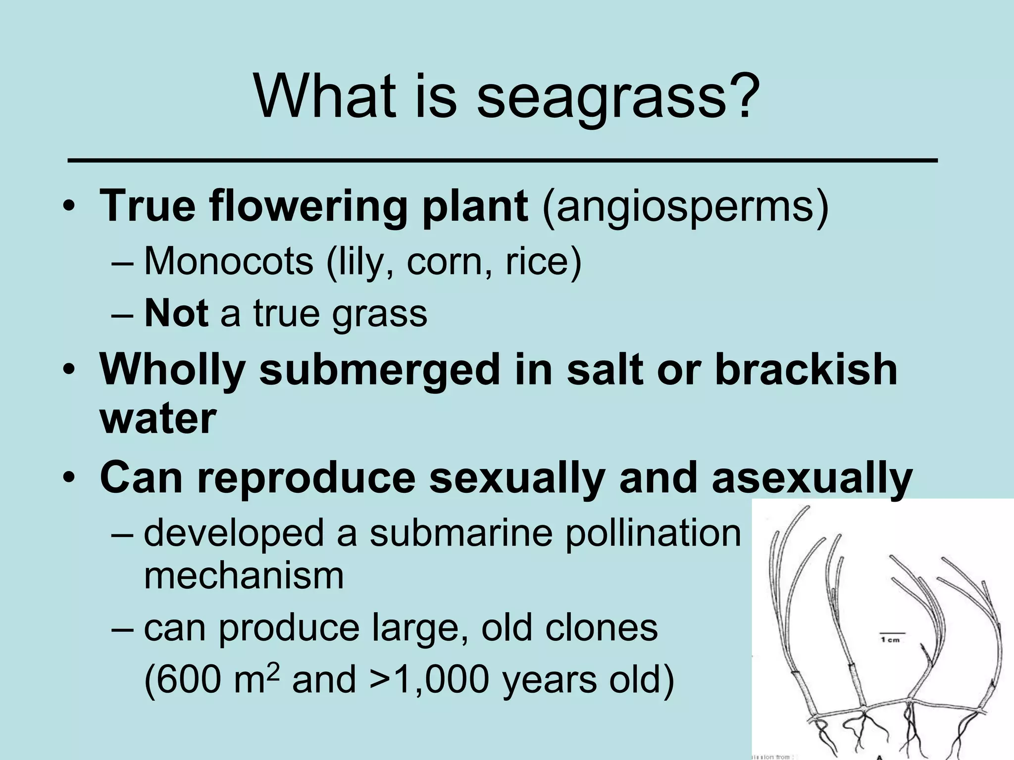 Seagrass lecture | PPTX