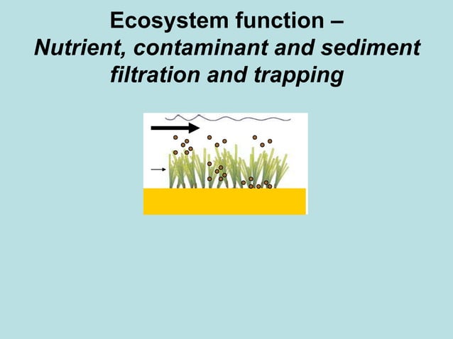 Seagrass lecture | PPTX