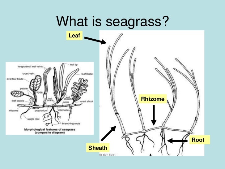 Seagrass Lecture