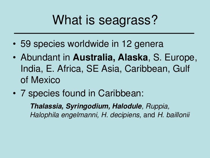 Seagrass Lecture