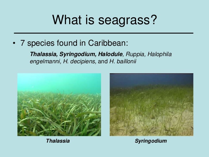Seagrass Lecture