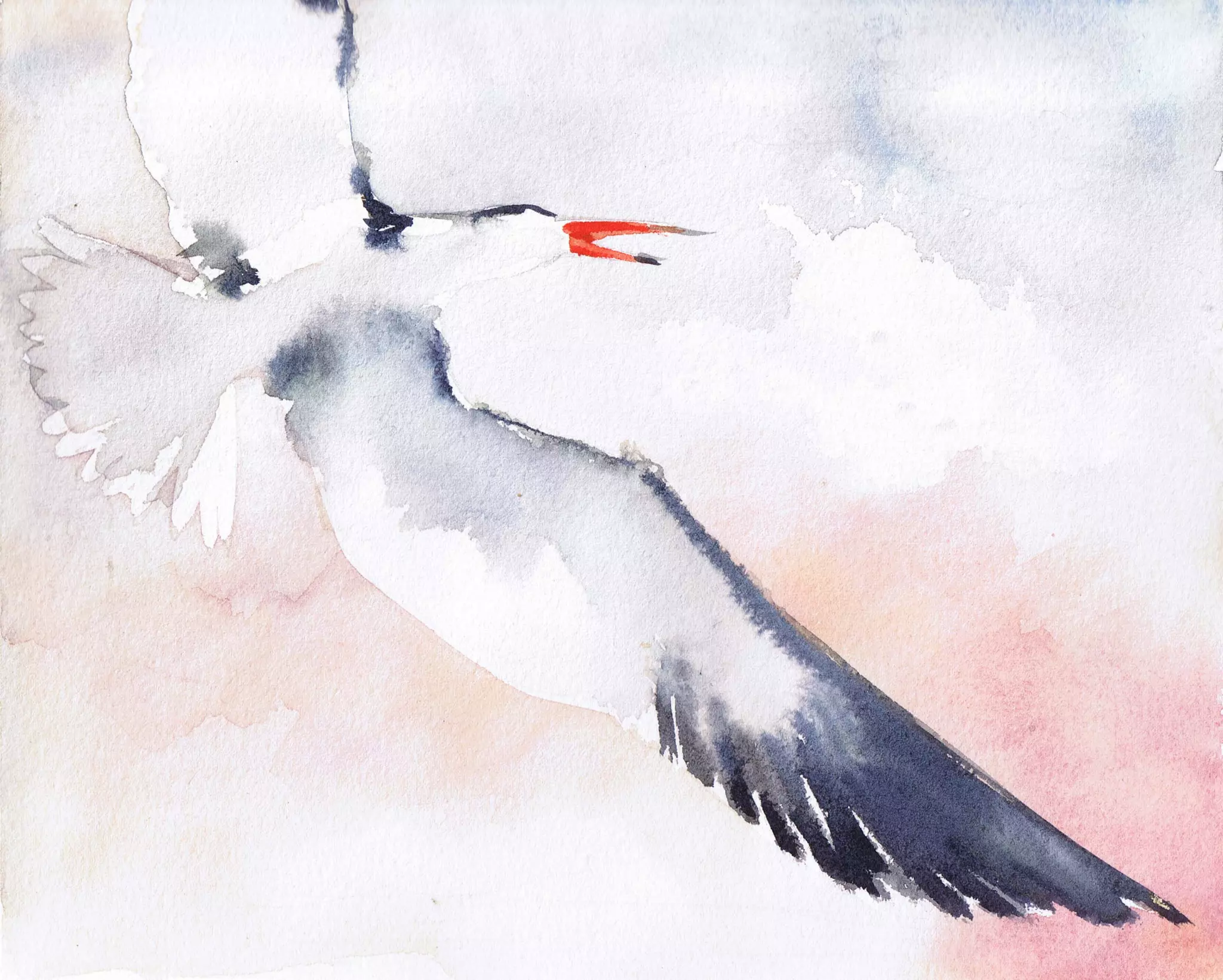 Seagull | PDF