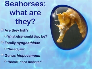 Seahorse | PDF
