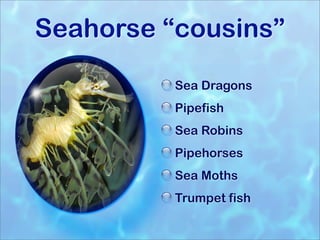 Seahorse | PPT