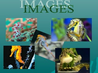 Seahorse Ocean Animals project | PPT