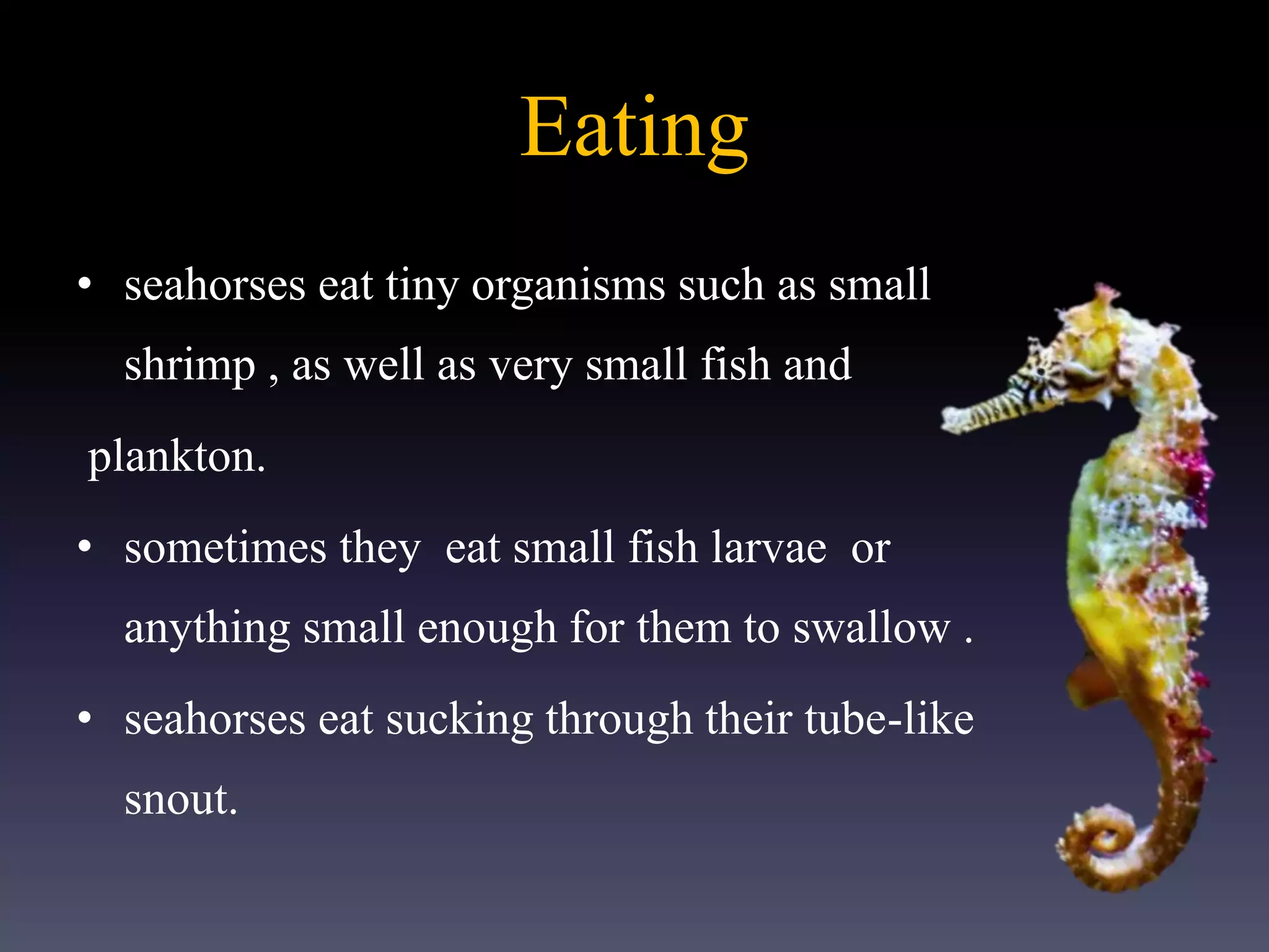 Seahorse presentation | PPTX