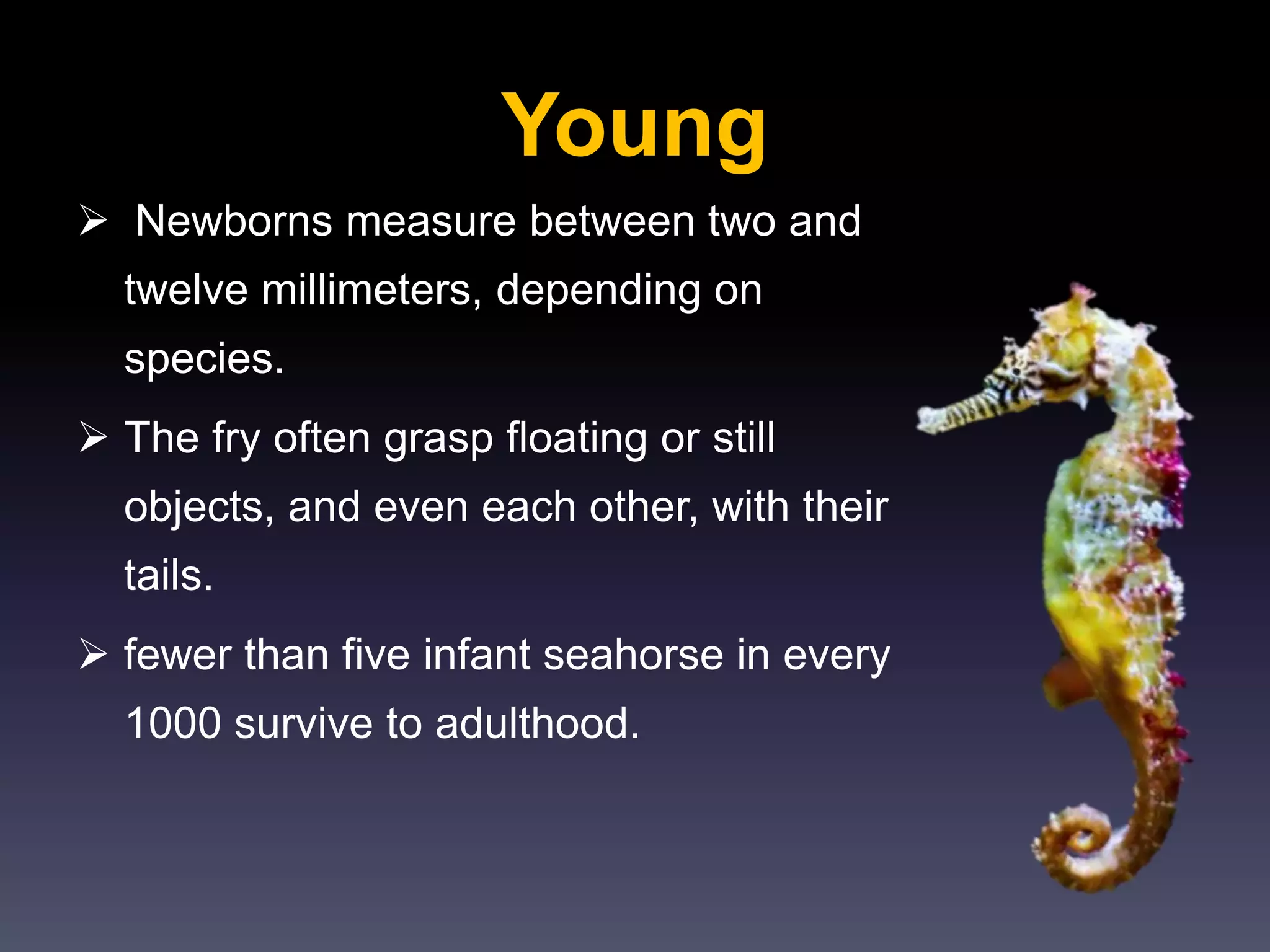 Seahorse presentation | PPTX