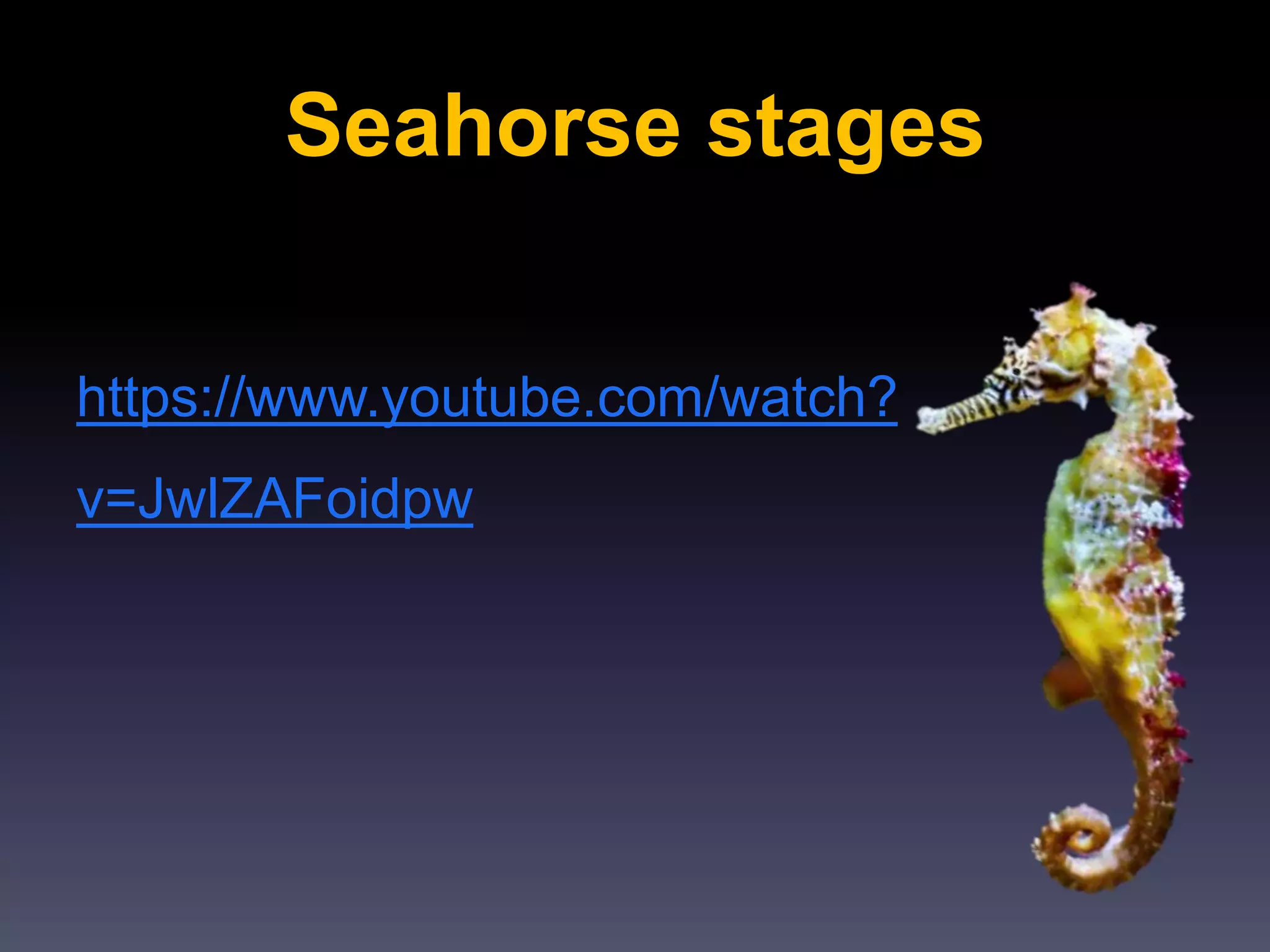 Seahorse presentation | PPTX