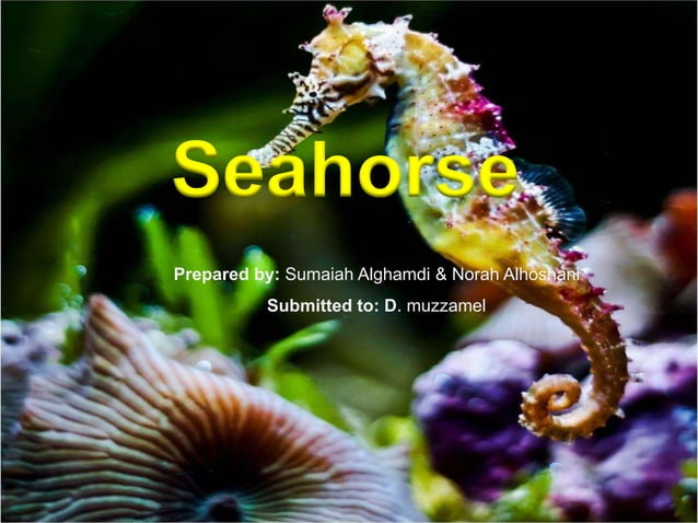 Seahorse presentation | PPTX