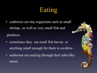 Seahorse presentation | PPTX
