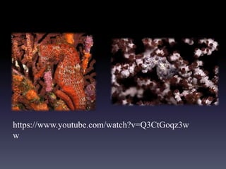 Seahorse presentation | PPTX