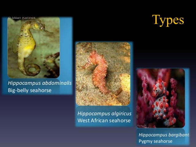Seahorse presentation | PPTX