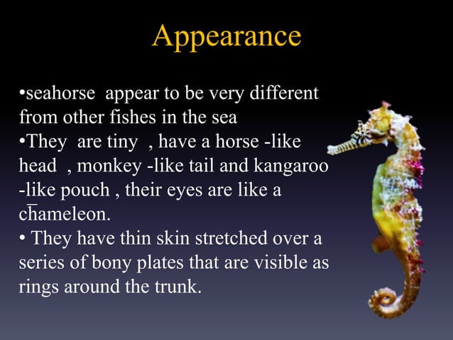 Seahorse presentation | PPTX