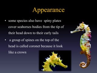 Seahorse presentation | PPTX