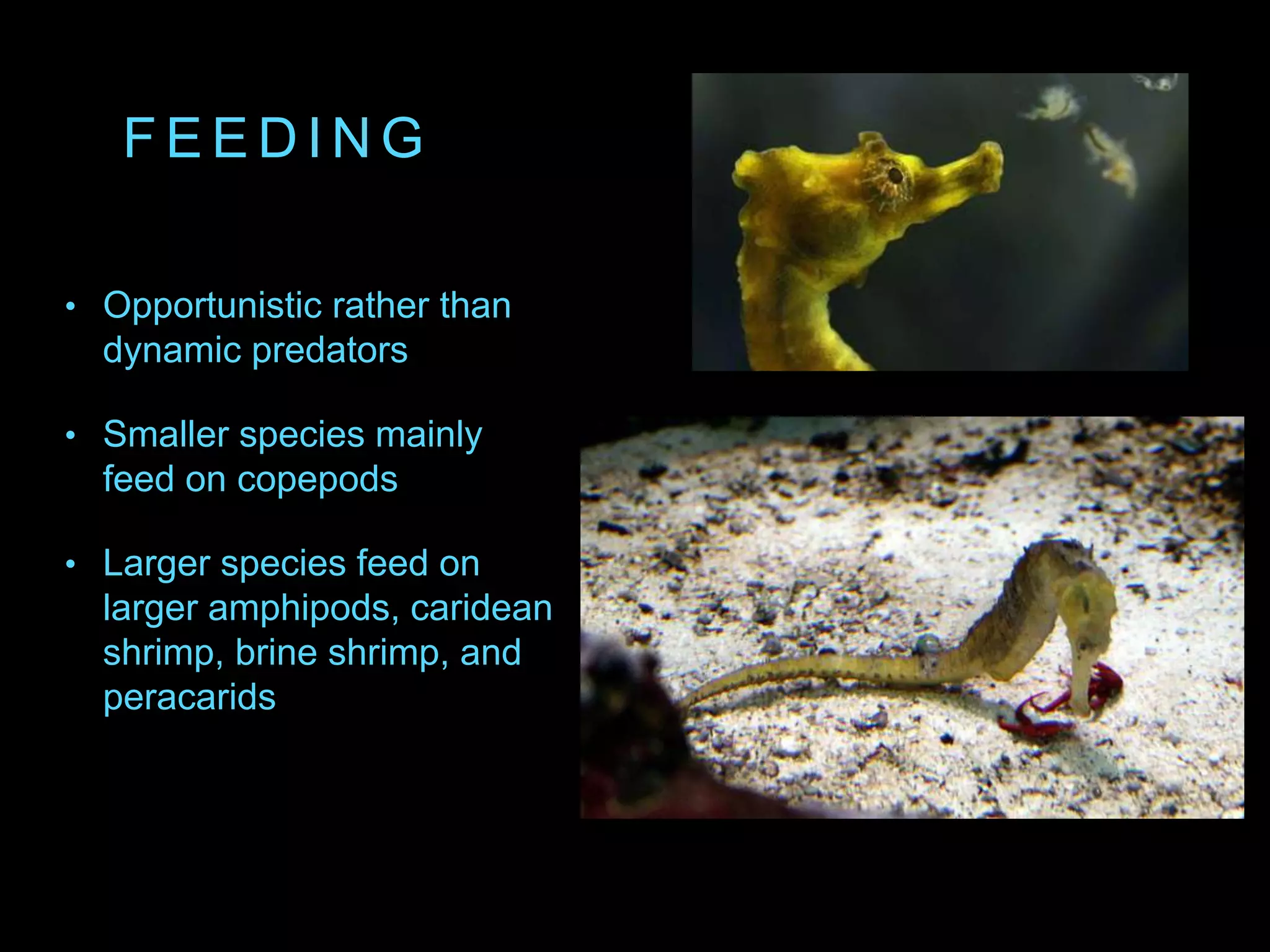 Seahorse presentation | PPTX