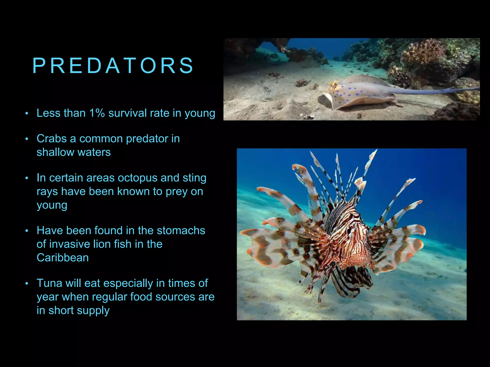 Seahorse presentation | PPTX