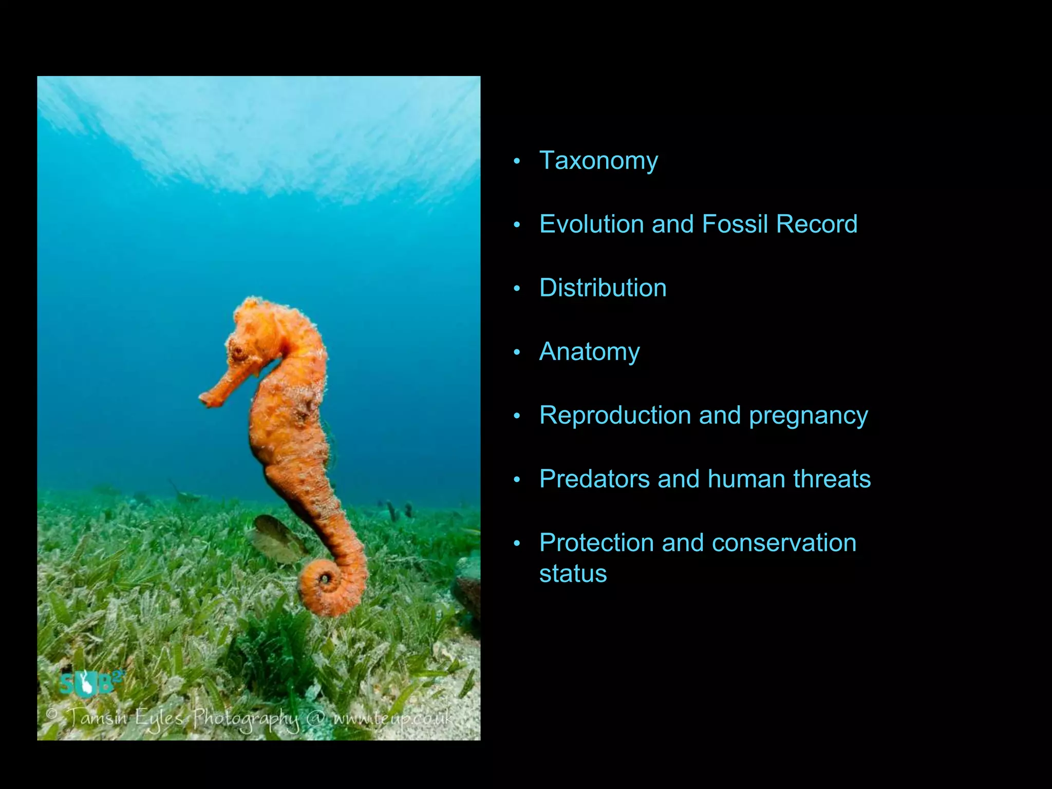 Seahorse presentation | PPTX