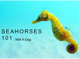 Seahorse presentation | PPTX